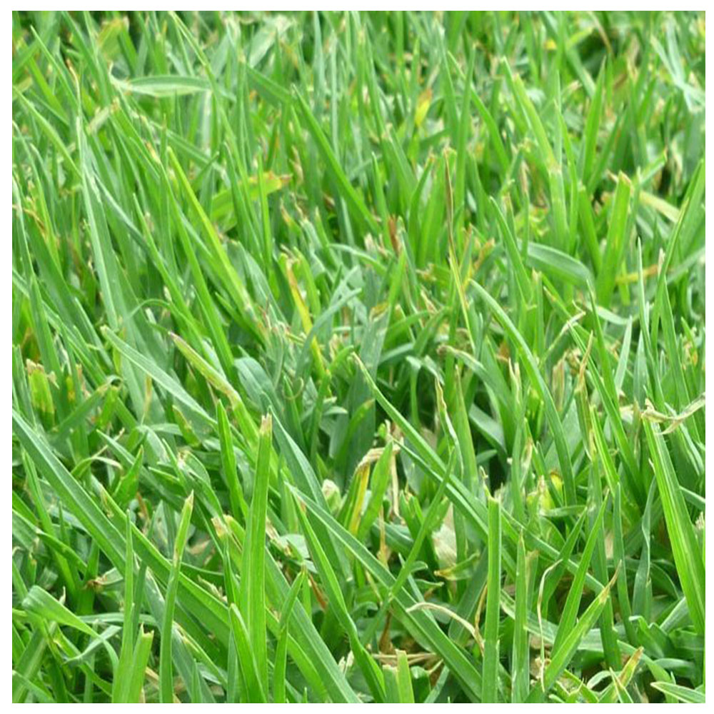 Instant – Real Grass – Eureka Kikuyu PBR $19p/sqm – Landscaping ...