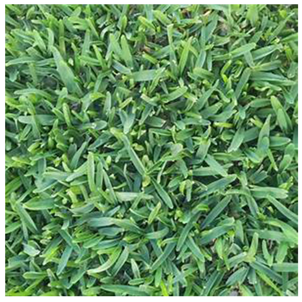 Instant/Real Grass – Sir Walter DNA Certified $19 p/sqm – Landscaping ...
